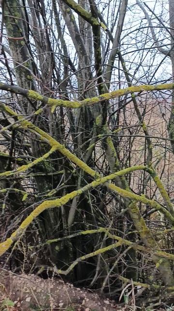 Работа над осенним клипом 2. Мхи