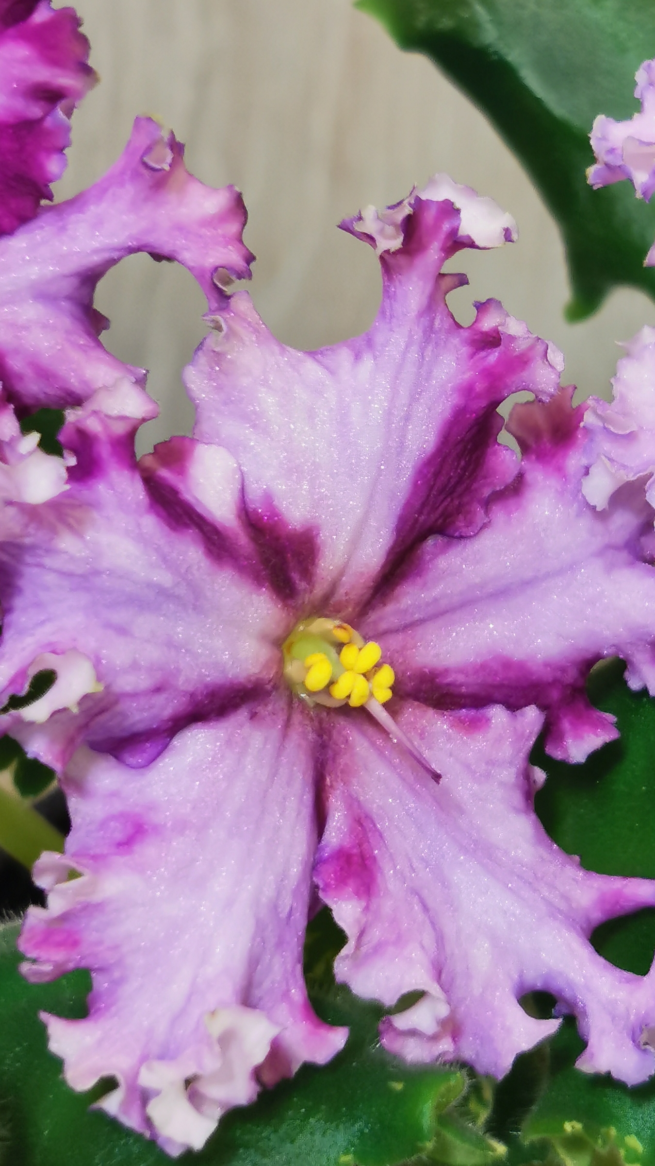 Цветы под музыку. Фиалки, они же сенполии)