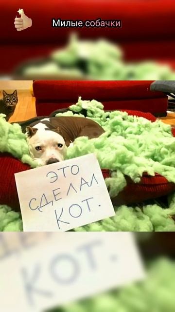 Хвостики хохочут 💖👍#мемы #собаки