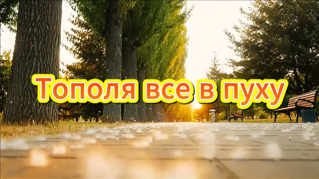 Тополя все в пуху