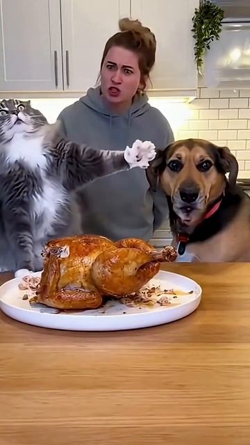 Кошки против собак