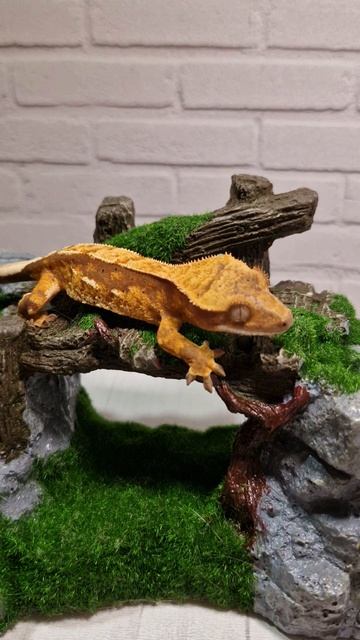 ФОТОСЕССИЯ