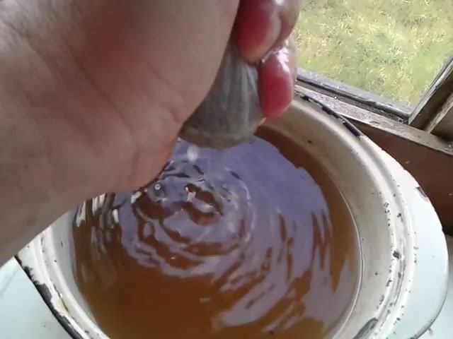 Сосновый мёд из побегов.