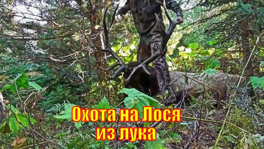 Охота на Лося из лука СНЯТ ОДИНОЧНЫЙ ВЫСТРЕЛ