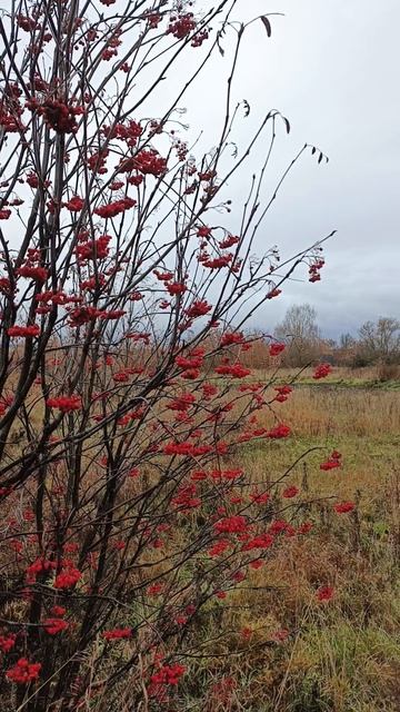 Работа над осенним клипом 1. Рябина