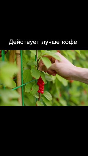 Действует лучше кофе