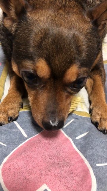 Уплетает сыр