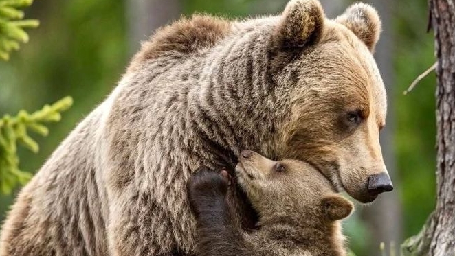 Животный мир: 🐻 Медведица и её малыши: очаровательные приключения лесных жителей