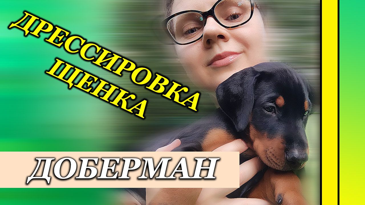 Дрессировка Щенка Добермана в Домашних Условиях. Питомник Породы. Россия