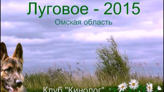 Луговое-2015.  Тигрисы  в  палаточном лагере))