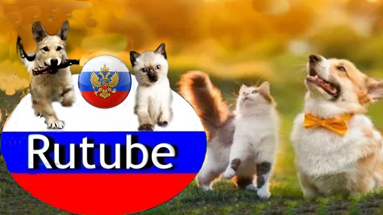 Собака,котенок