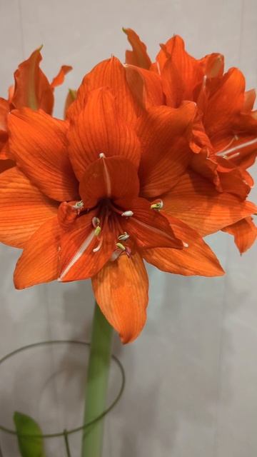 08-12-2025 Гиппеаструм Селика..