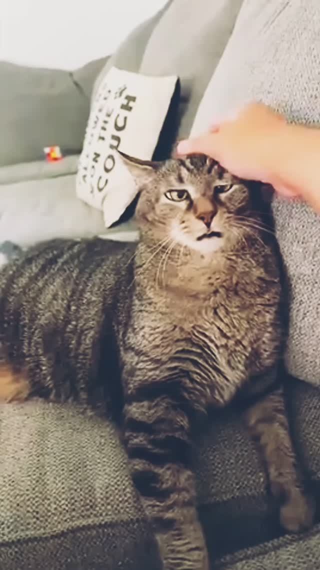 Смешные кошачие...😸