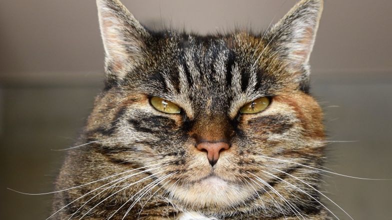 Наглый котяра (Караоке)