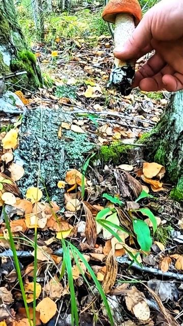 Эх сейчас бы в лес!