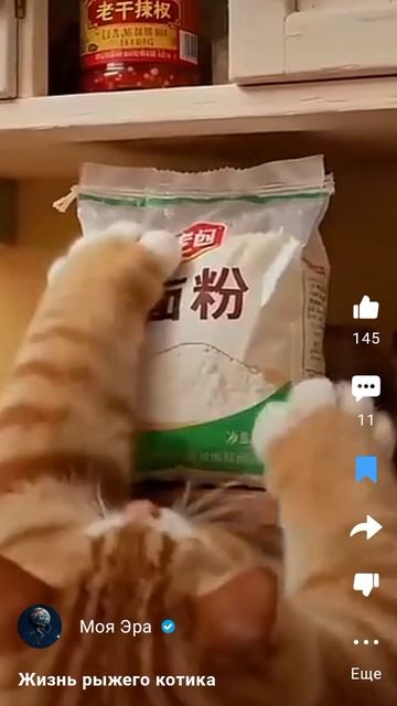 котик рыжий приготовил еду