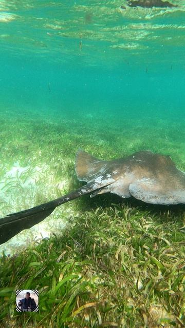 Скат широкохвостый хвостокол, снорклинг, Мальдивы #мальдивы #снорклинг #скат #maldives #snorkeling