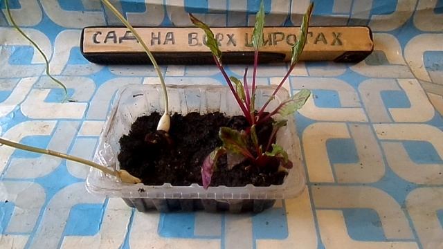 ЗЕЛЕНЬ ДЛЯ БОРЩА