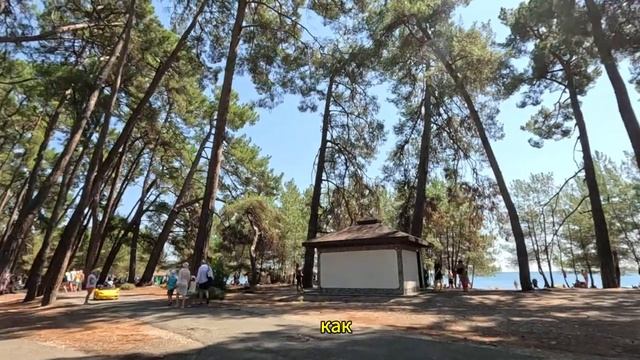 Абхазия,Лидзава,Отель,Сосны,Пляж #лидзава2024