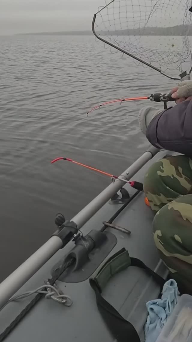 Судак из под леща!