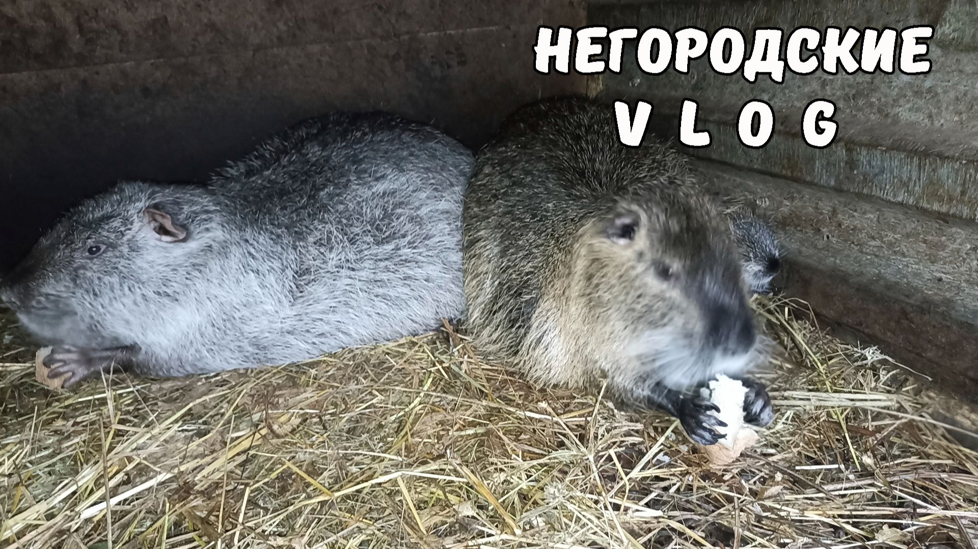 Агрессивная самка НУТРИИ. 01.12.25