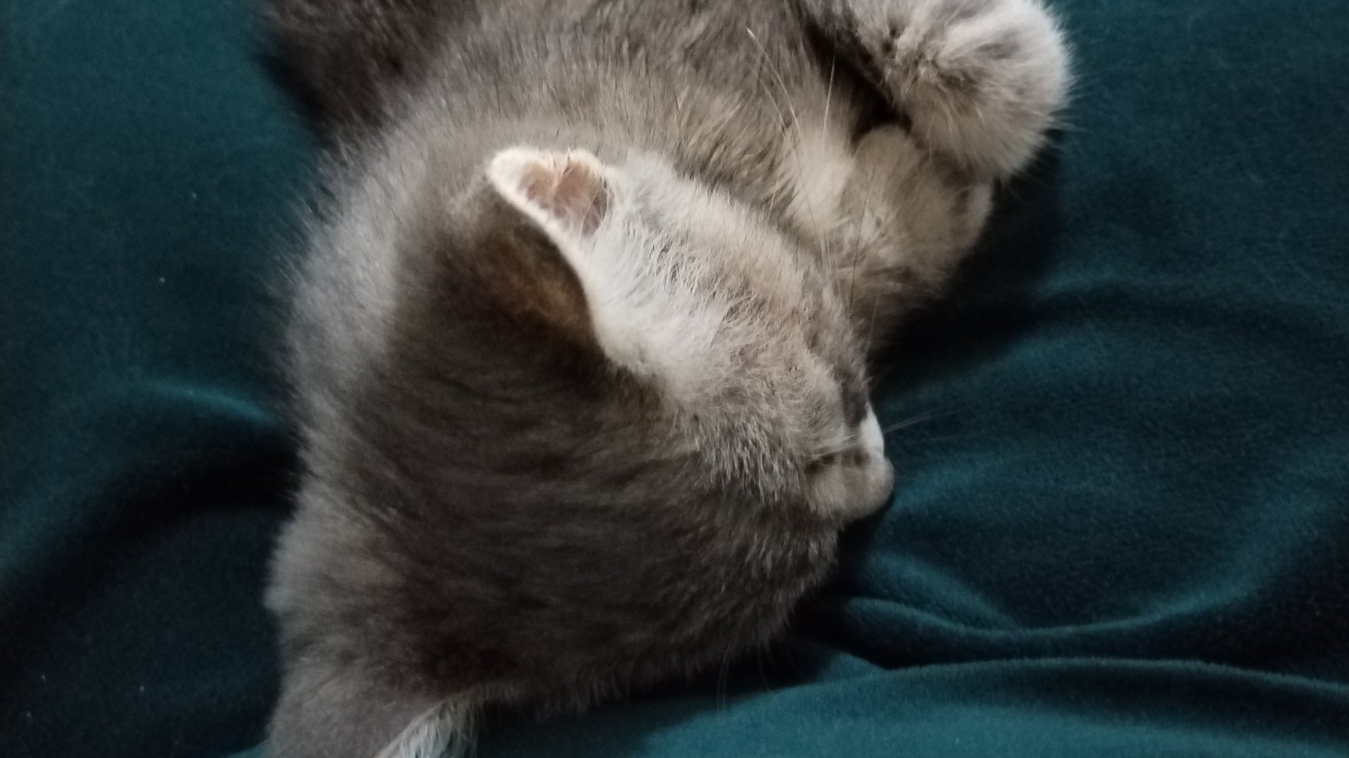 Влог 1-7.12.25 Банные процедуры для Марселя, покупки.