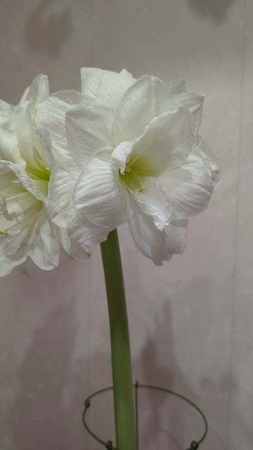 08-12-2025.Гиппеаструм Альфреско.