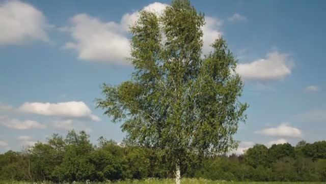 ВЕТЕР И БЕРЁЗА