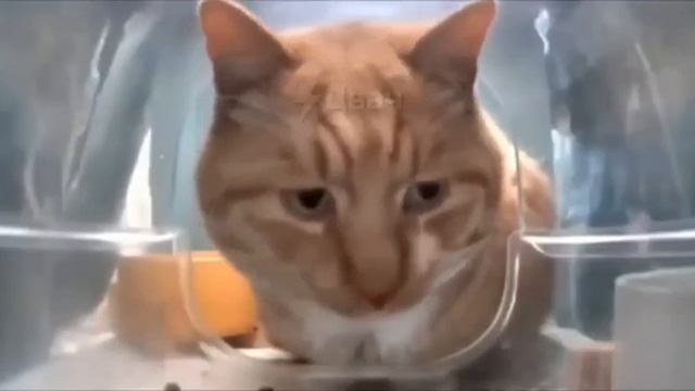 Кто помнить мистера фреша🙂