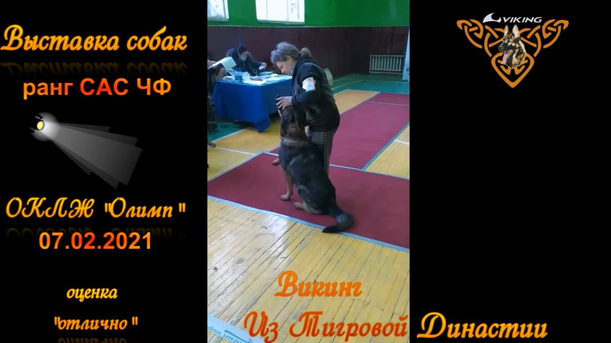 Викинг Из ТД. Выставка ОКЛЖ  Олимп  07.02.2021