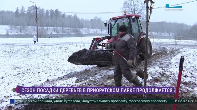 Сезон посадки деревьев в Приоратском парке продолжается