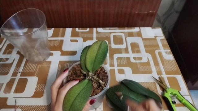 🆘🆘🆘 Орхидея желтит листья 🤦