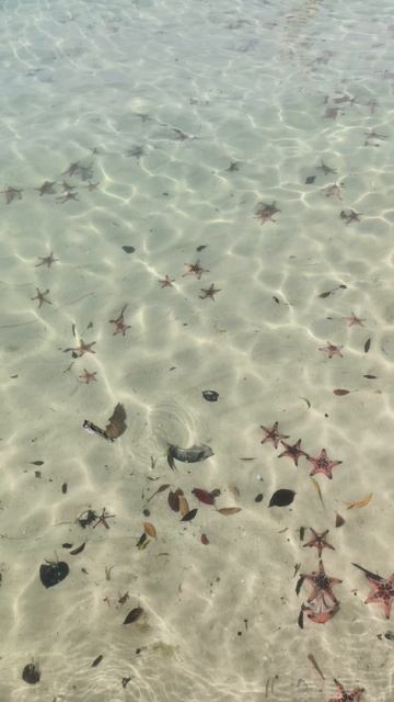 Морские звезды на пляже Starfish. Фукуок