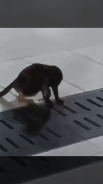 Кот ловит крысу через щель