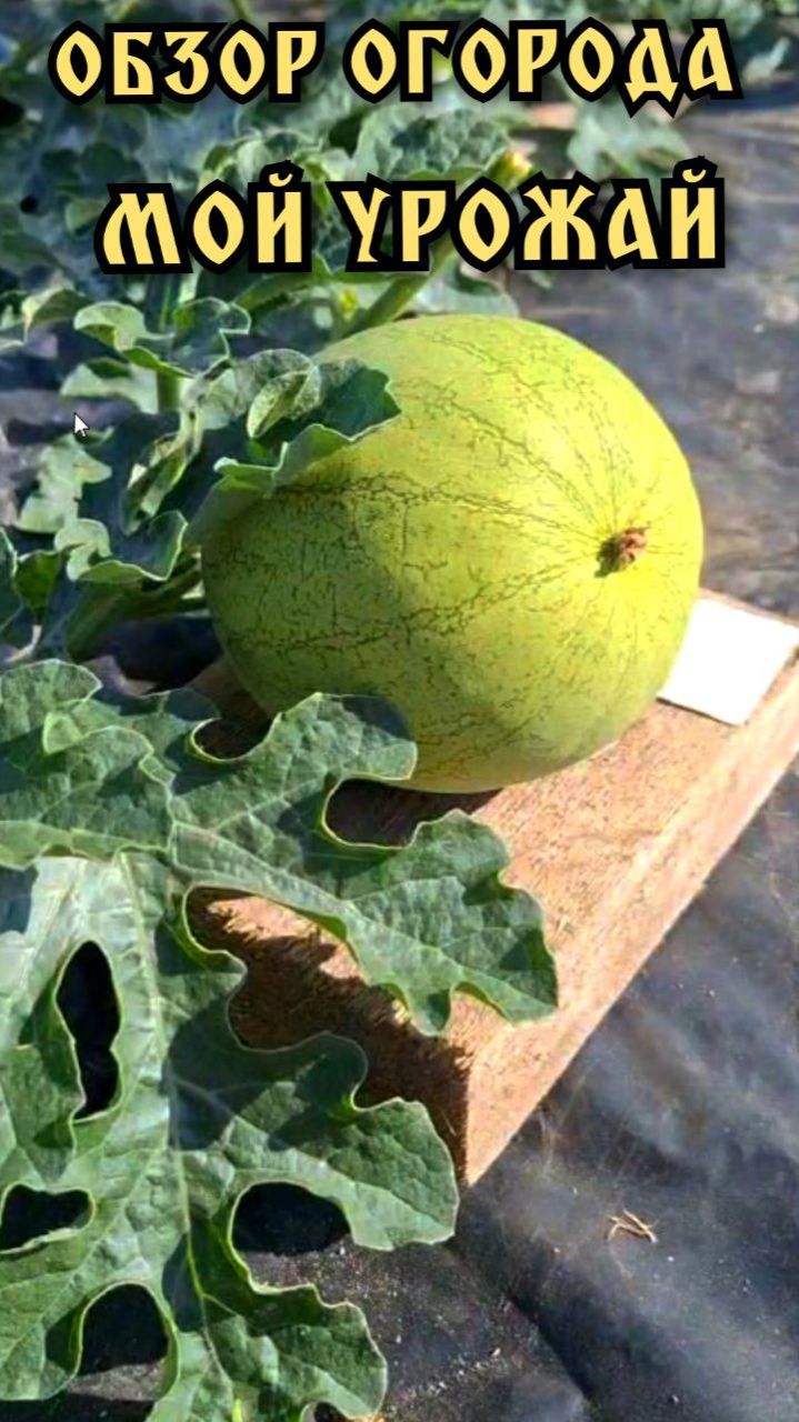 Урожай на даче