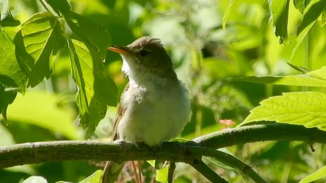Пение птиц в лесу • 2,5-минутная звуковая терапия для мгновенного релакса