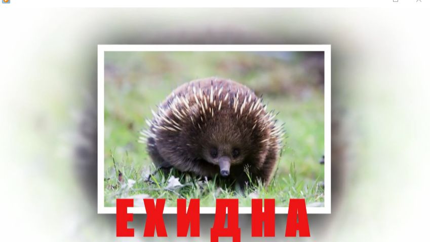 ЕХИДНА - занятие по развитию речи, памяти