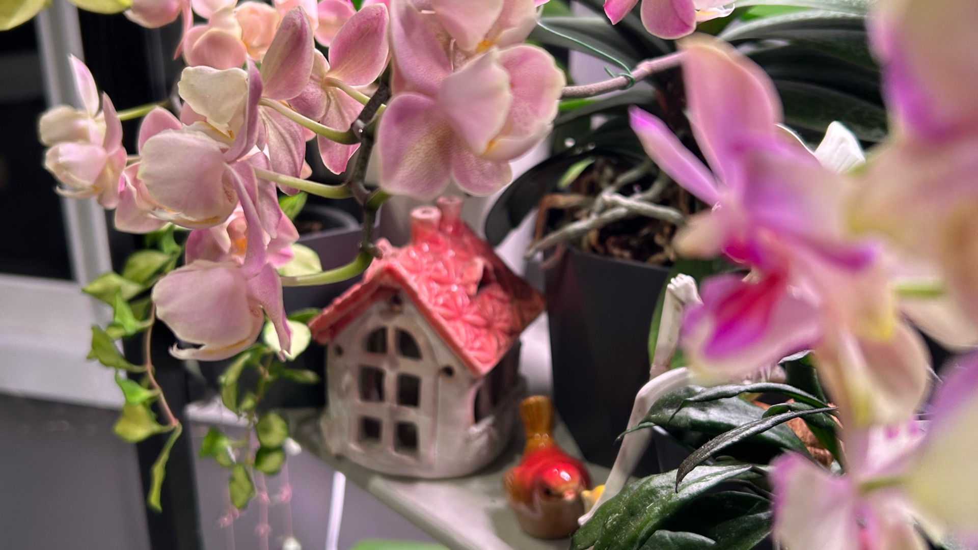 Вместо тысячи слов!!!!! #цветениеорхидей