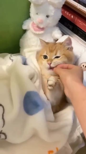 Юмор с котами 🐱