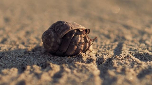 Гармония хищников: Пауки, Скорпионы, Ящерицы в покое • 2-минутная эстетика для релакса