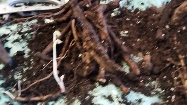 Проращивание слепых корней пионов, декабрь