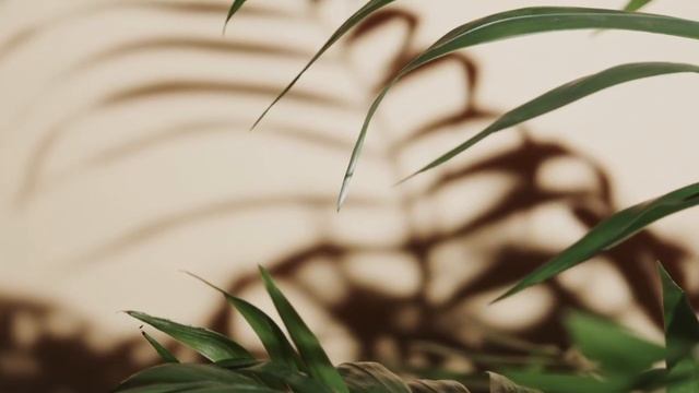 ✨Сухоцветы в доме: магия, удача и опасные запреты. Вы должны это знать!✨