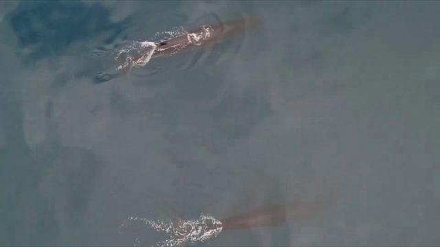 Турецкие учёные обнаружили редких сейвалов в Арктике во время исследовательской миссии