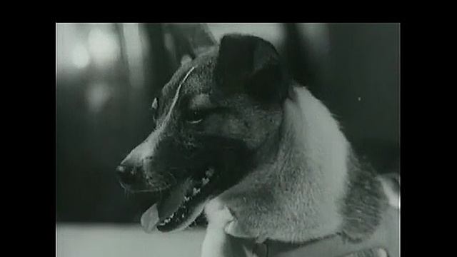 КОСМОС-начало. Собачки