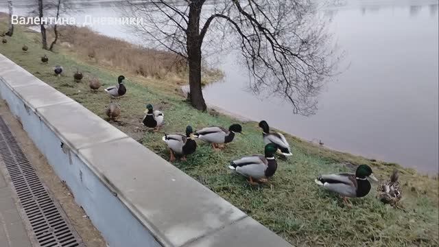 06.12.2025 Прогулка. Утки. Новая пряжа. Покупки. Ужин.