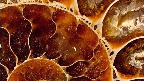 2026--КОЗЕРОГ