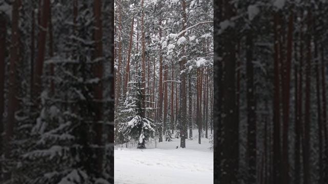 №100 Гармонизация и выравнивание полей структур
