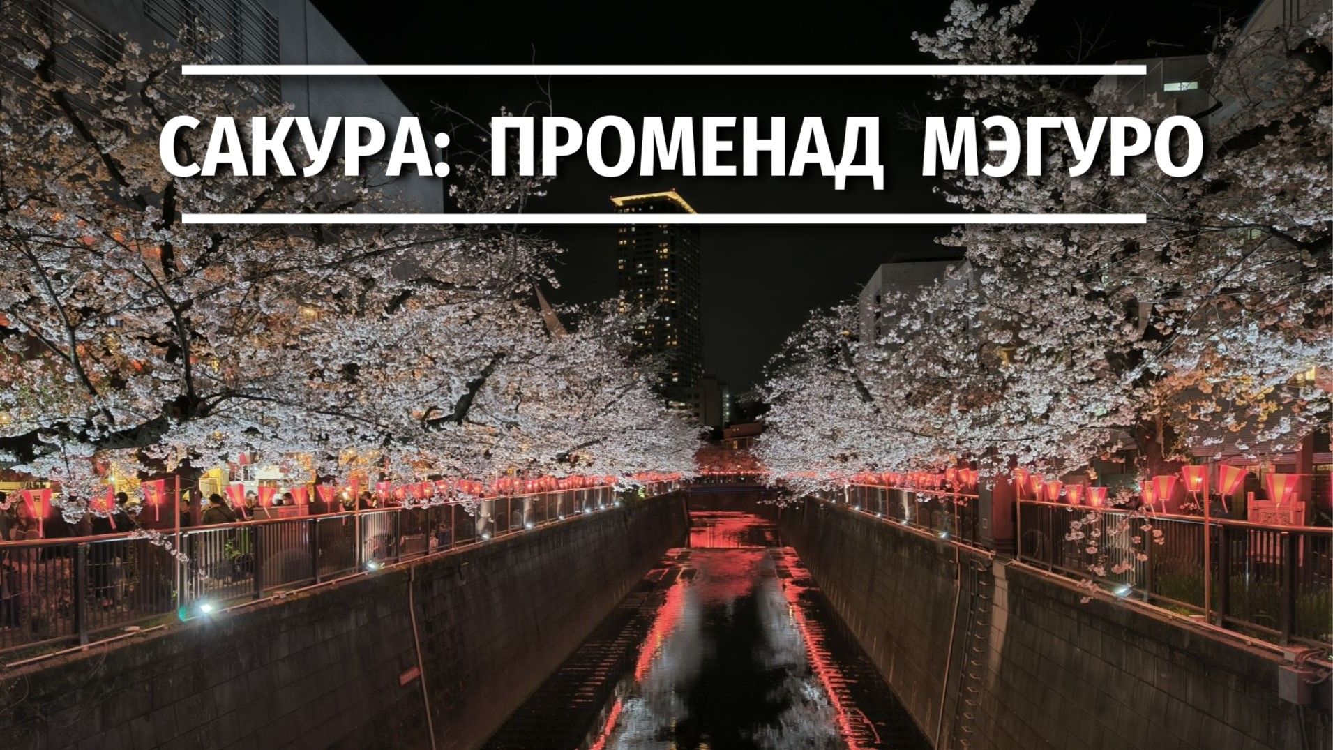 Сакура в огнях Токио: вечерняя магия променада Мэгуро