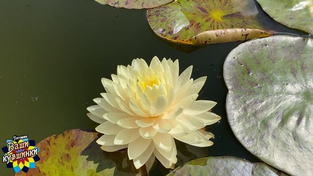 Нимфея Zenith (Зенит) кувшинка, waterlily, водные растения, пруд
