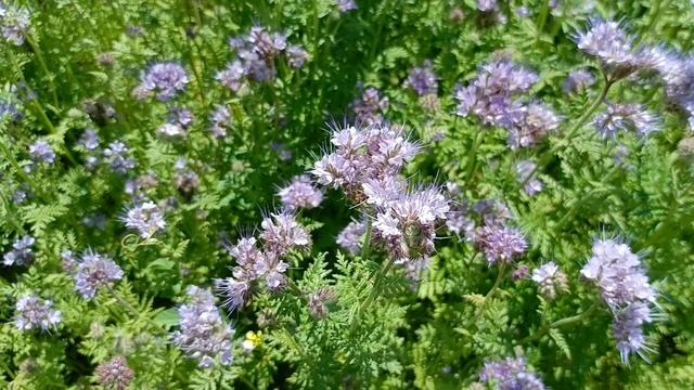 Рассказ - "Чарли и чудо"